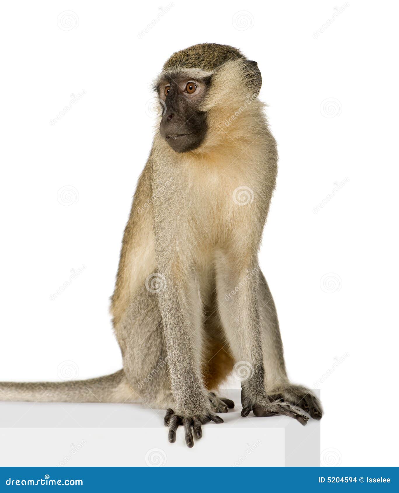 Scimmia Di Vervet - Pygerythrus Di Chlorocebus Fotografia Stock ...