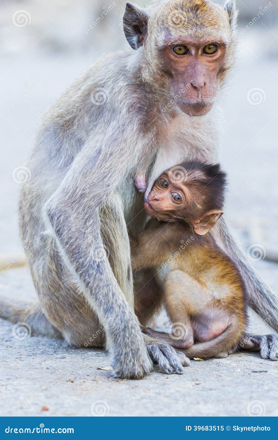 Scimmia ed il cucciolo immagine stock. Immagine di pelliccia - 39683515