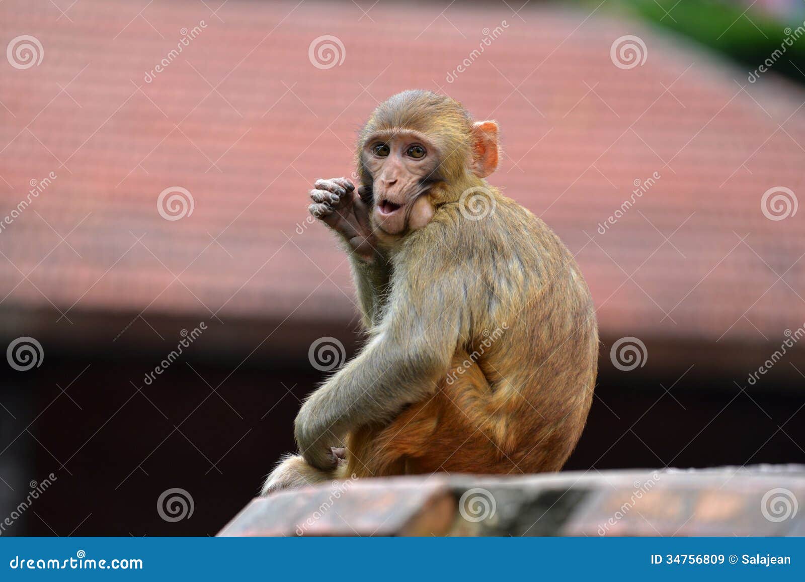 Scimmia, Macaco Del Reso (mulatta Del Macaca) Immagine Stock - Immagine ...