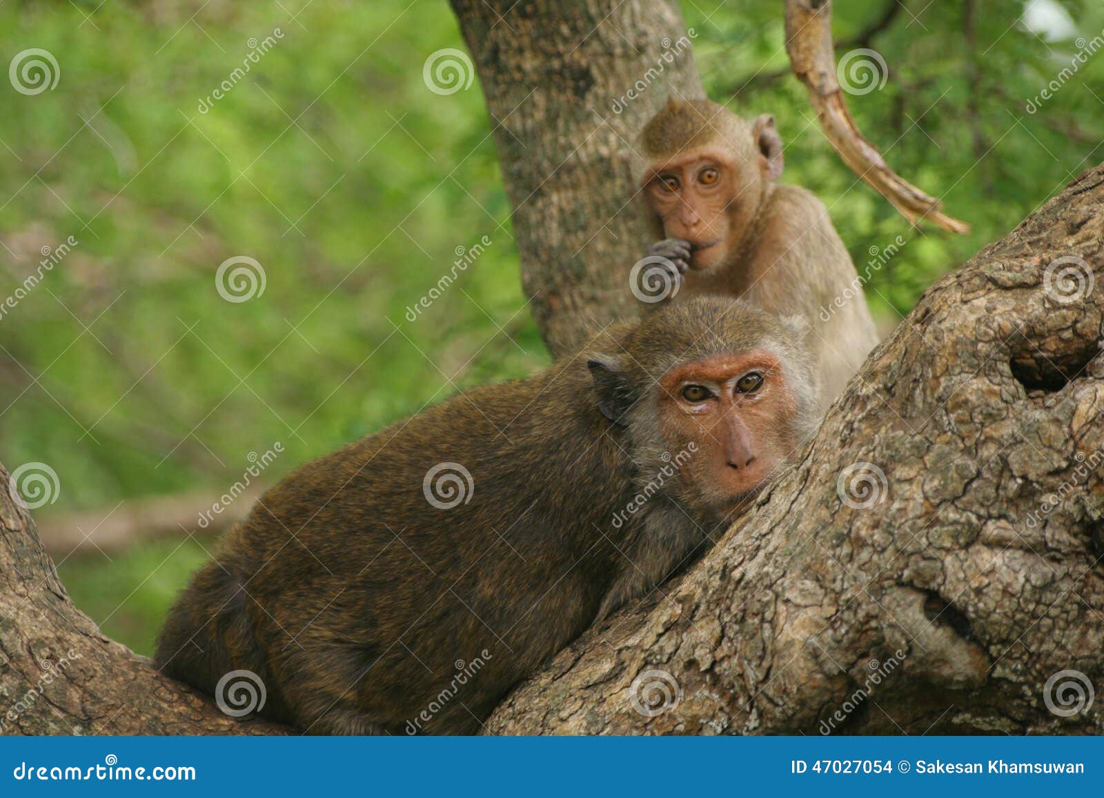 Scimmia Sull Albero Foto Stock - Download 3,853 Royalty Free Photos