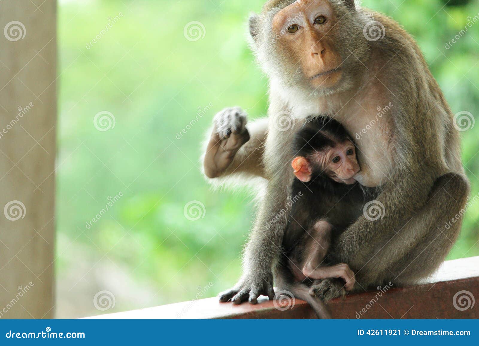 Scimmia Sveglia Della Mamma Immagine Stock - Immagine di bello, carino ...