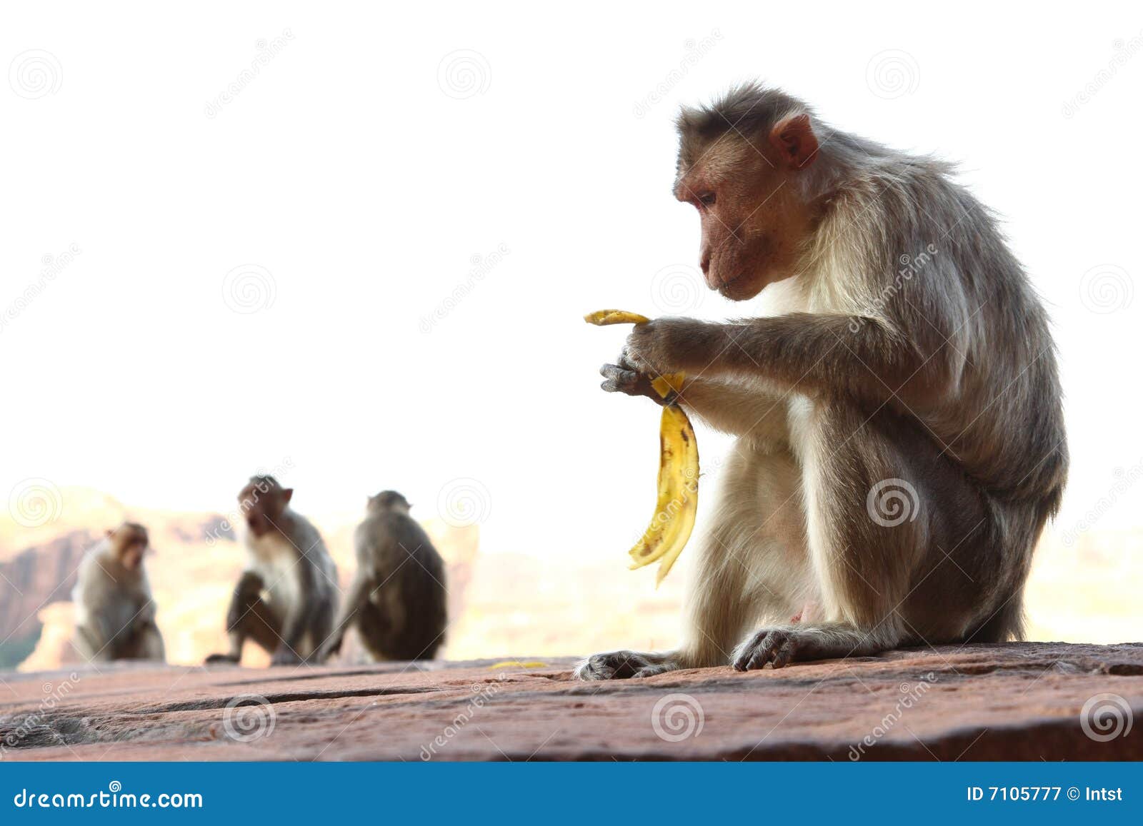 Scimmie Che Si Siedono Sulla Roccia Immagine Stock - Immagine di sfondo ...