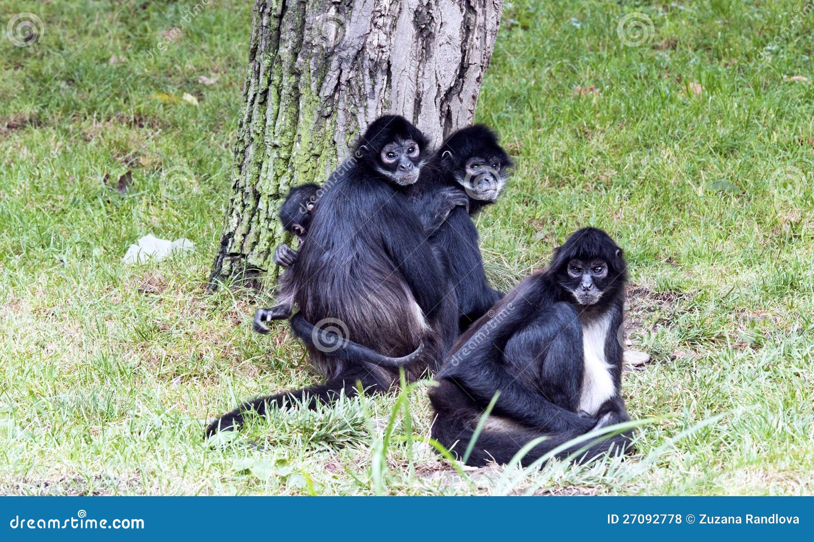 Scimmie di ragno fotografia stock. Immagine di vertebrato - 27092778