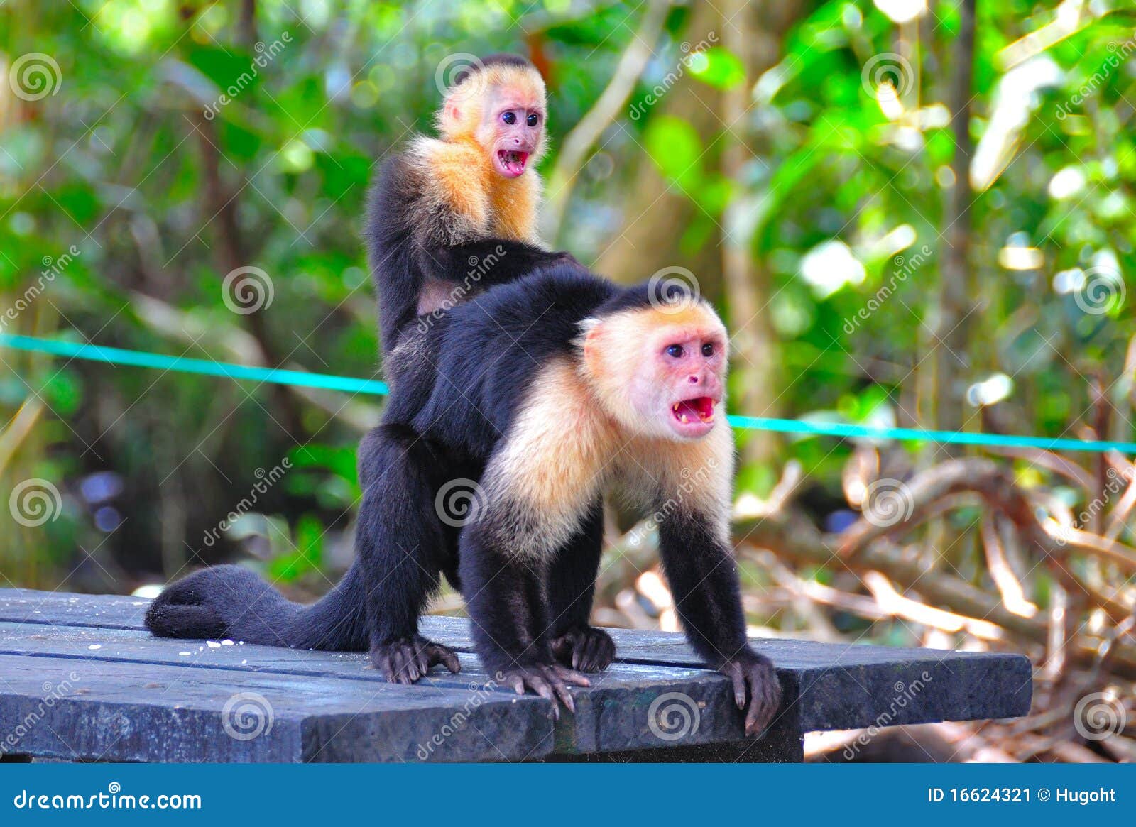 Scimmie Di Ragno Che Gridano Immagine Stock - Immagine di foresta ...