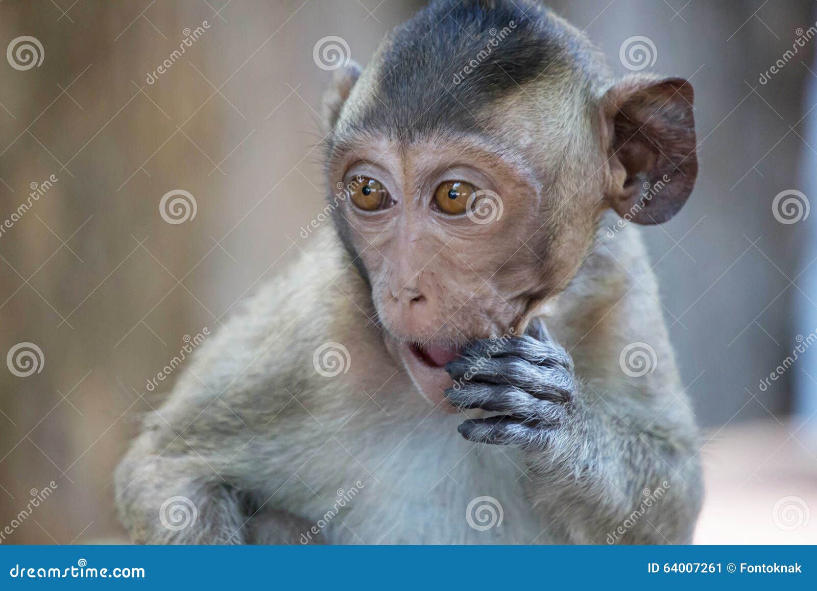 Scimmie divertenti immagine stock. Immagine di foresta - 64007261