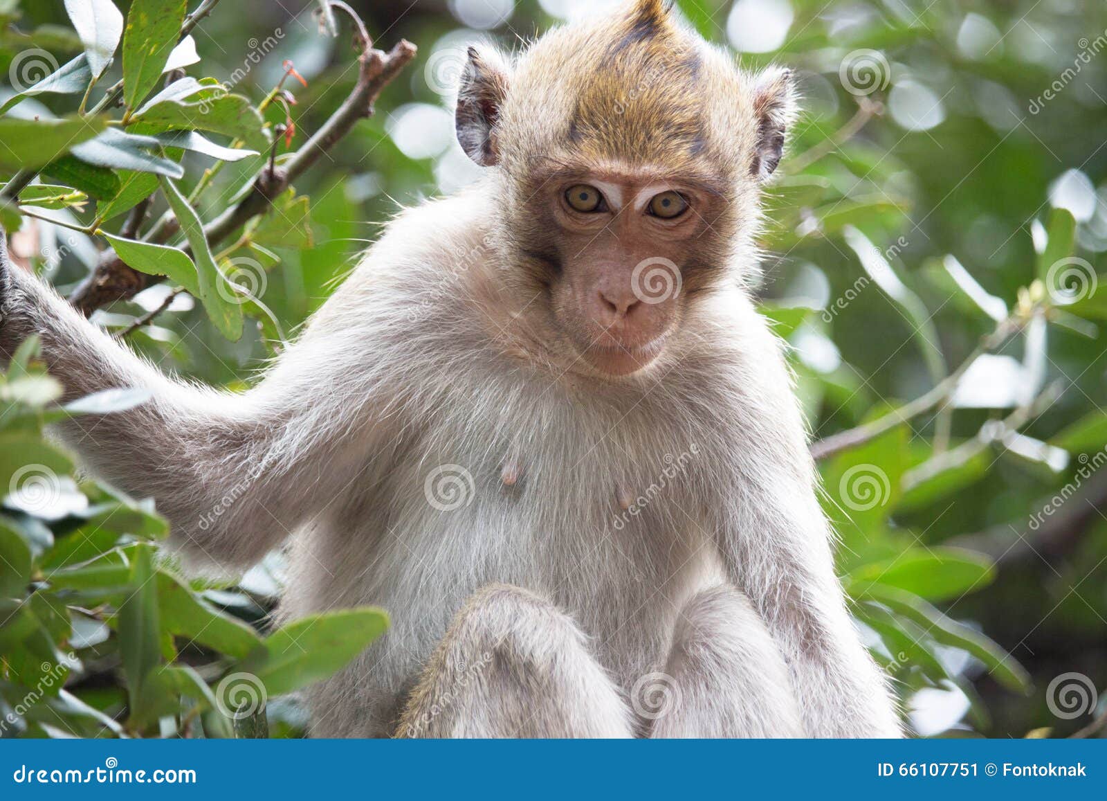 Scimmie divertenti immagine stock. Immagine di carino - 66107751