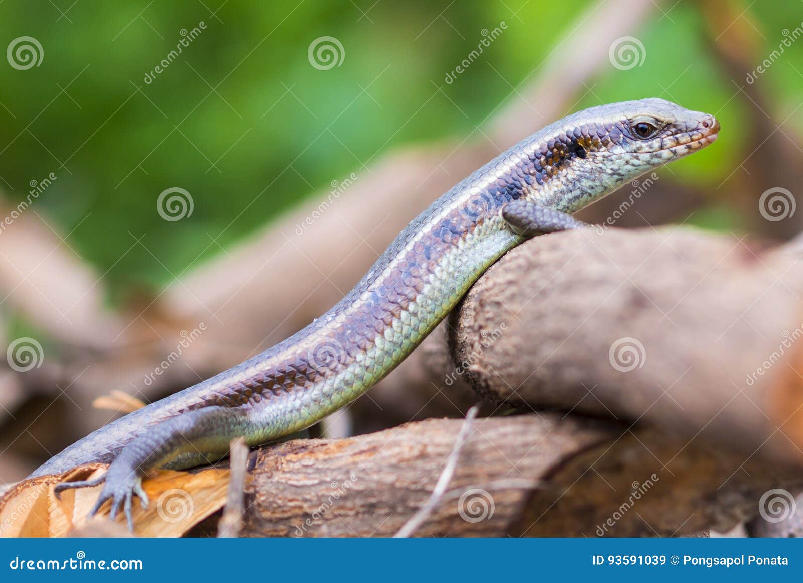 Scincidae stock afbeelding. Image of aziatisch, macro - 93591039