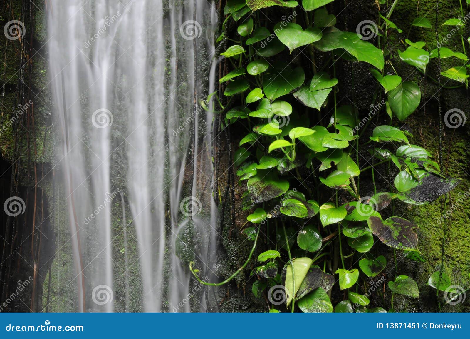 Scindapsus aureus stock image. Image of detail, tendril - 13871451