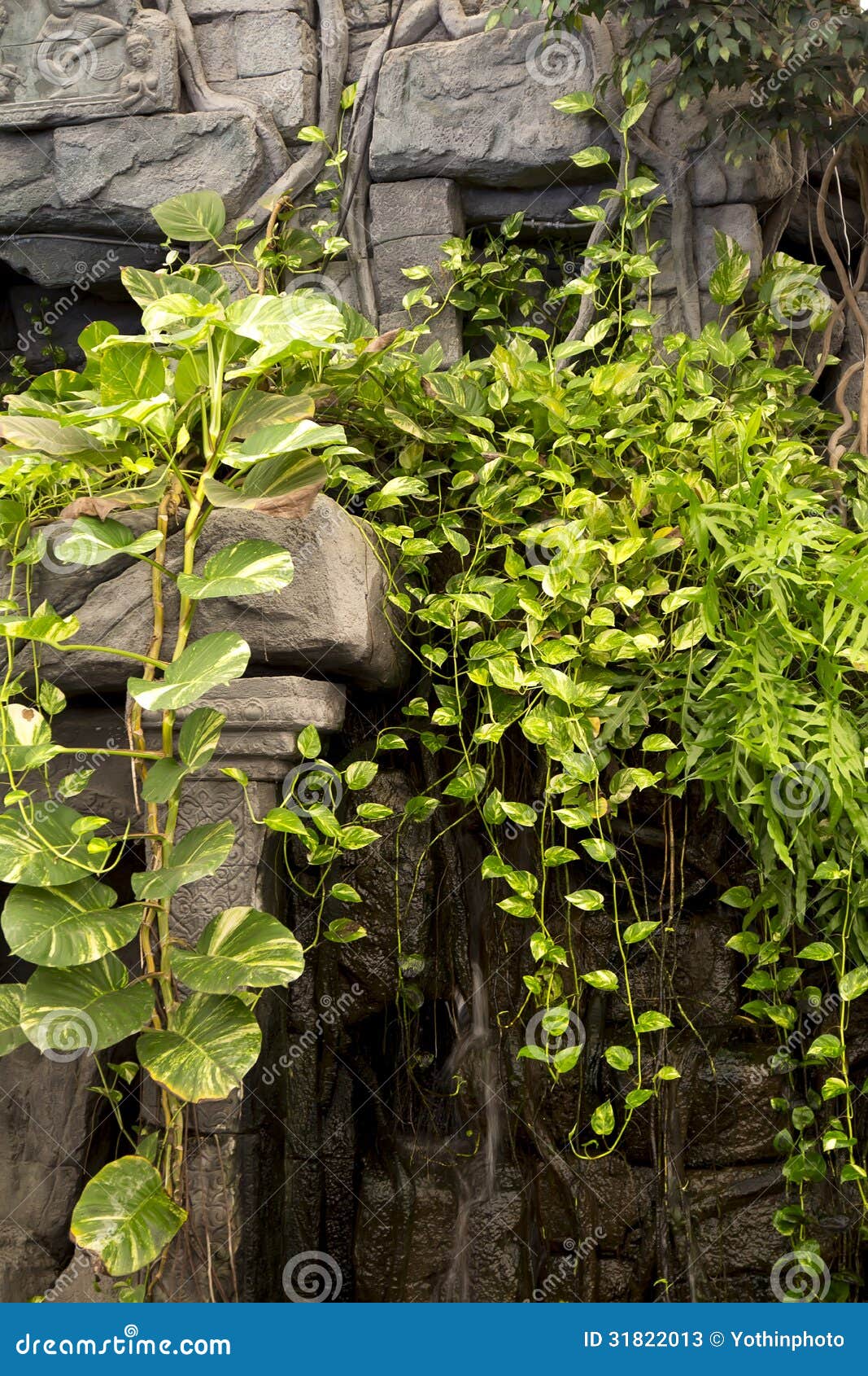 Scindapsus aureus Eagler stock image. Image of landscaping - 31822013