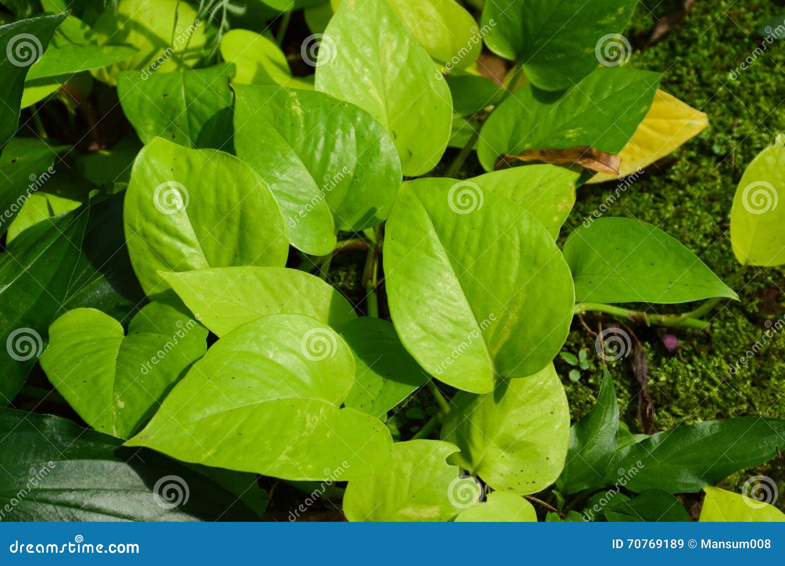 Scindapsus Aureus Plants Royalty-Free Stock Photography | CartoonDealer ...