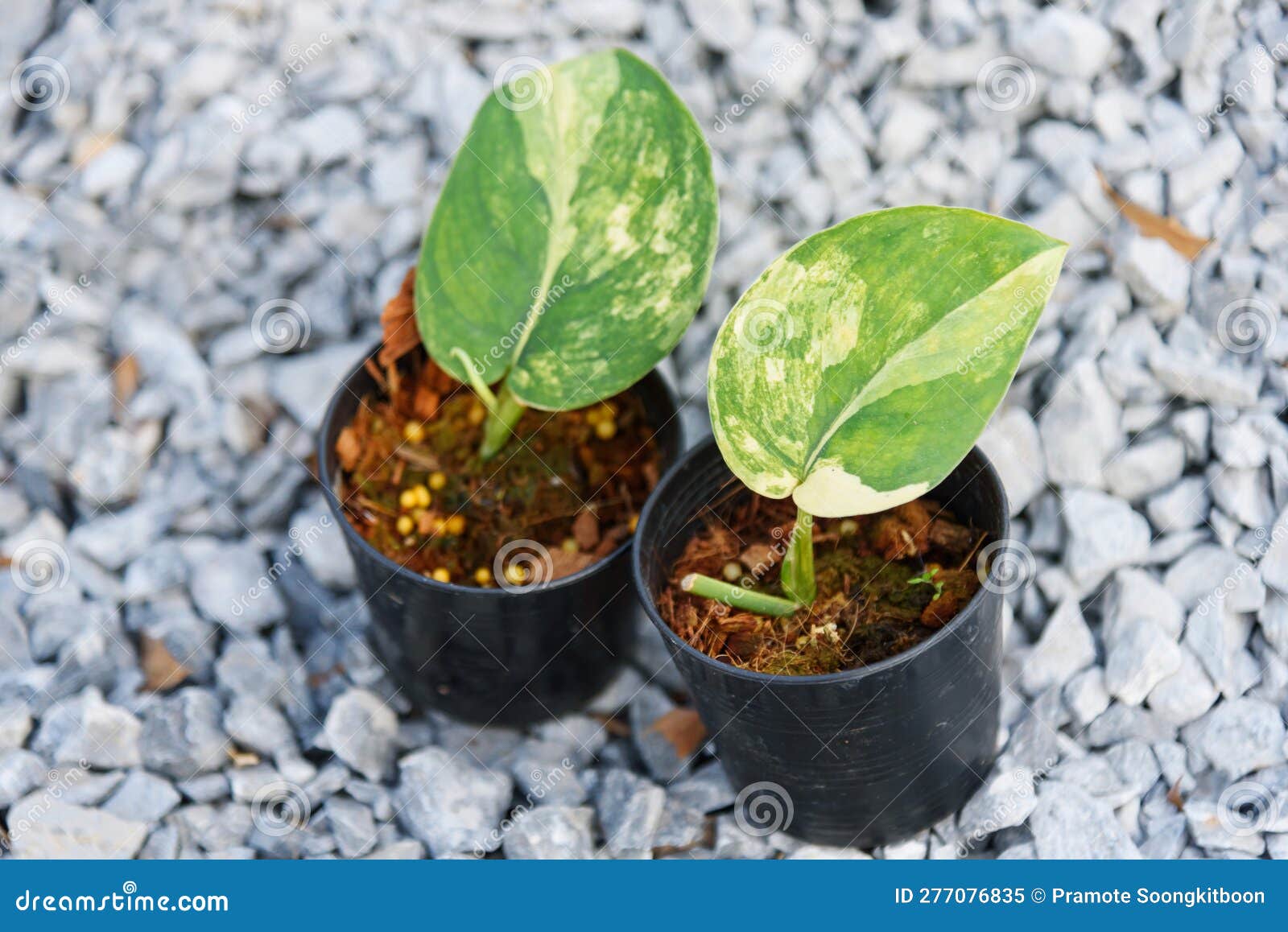 Scindapsus Jade Satin Variegated in the Pot Stock Image - Image of leaf ...