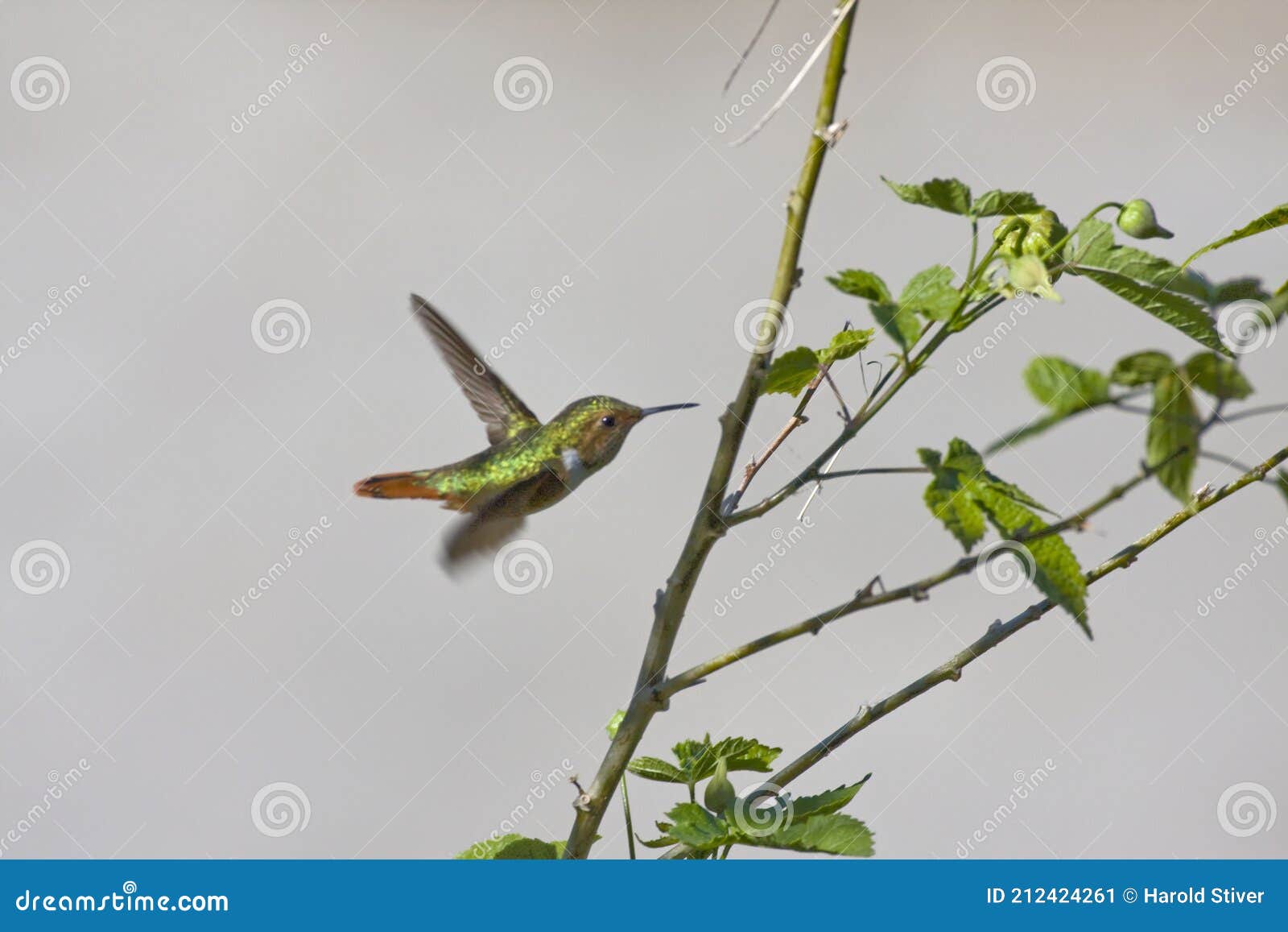 Scintillant Hummingbird, Selasphorus Scintilla, Hovering Stock Image ...