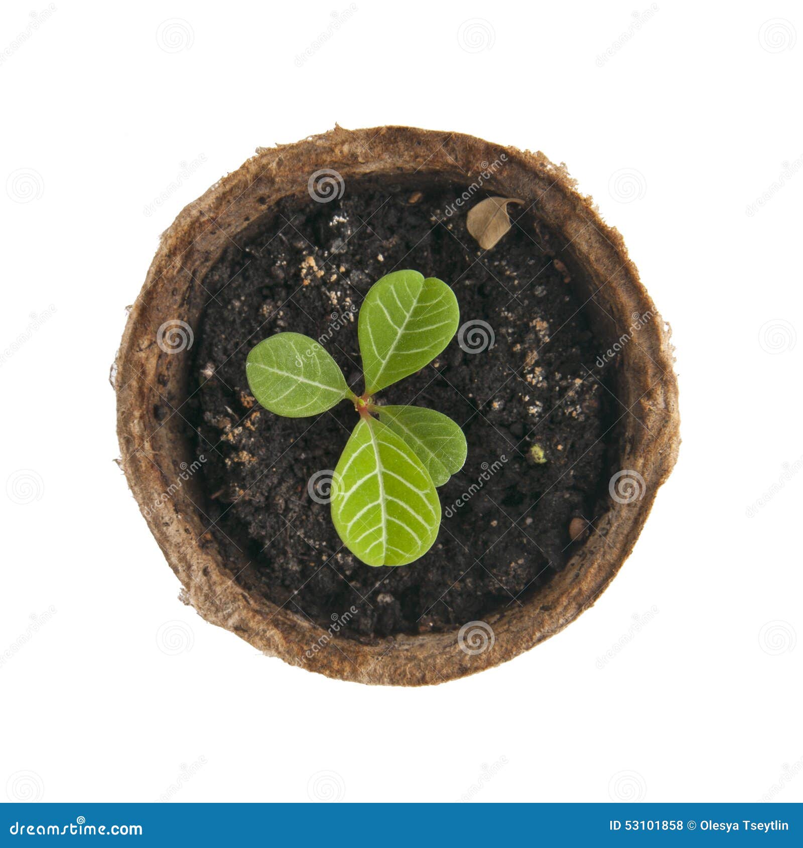 Scion Pachypodium in Temporary Peat Pot. Stock Photo - Image of ...