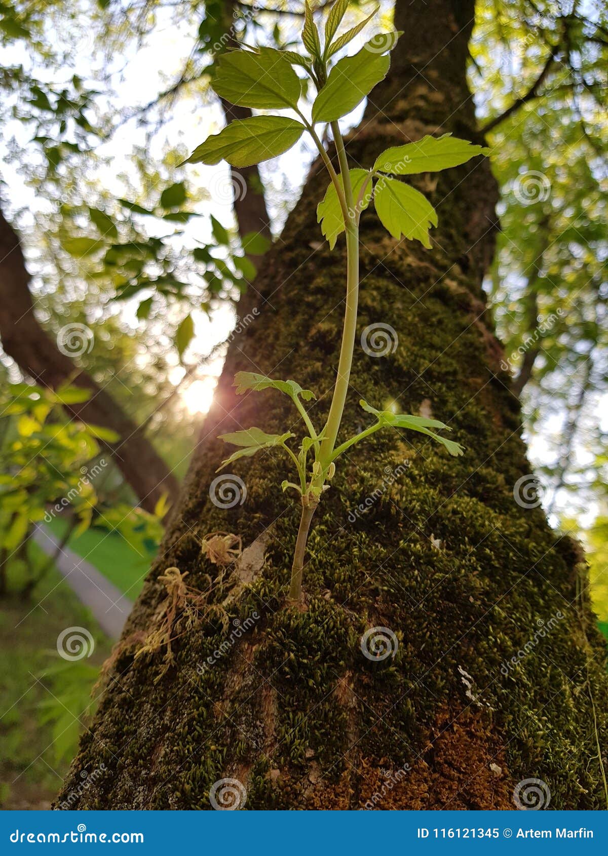 Scion on a tree stock image. Image of stretches, tree - 116121345