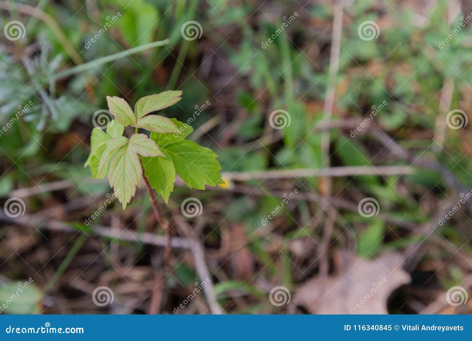 Scion of a Young Tree in the Forest Stock Image - Image of scion ...