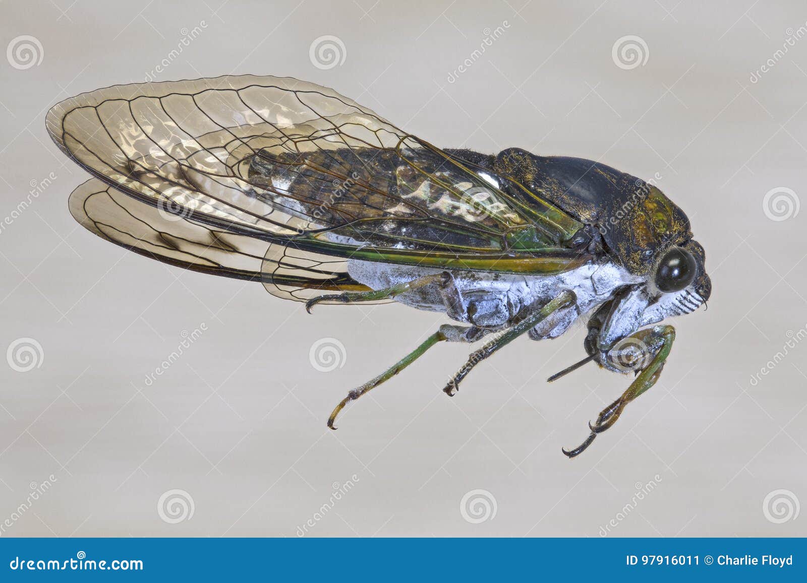 Scissor Grinder Cicada stock image. Image of grinder - 97916011