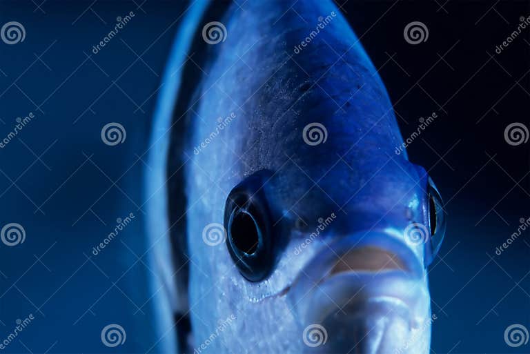 Scissor Tail stock image. Image of depths, ghastly, close - 873537