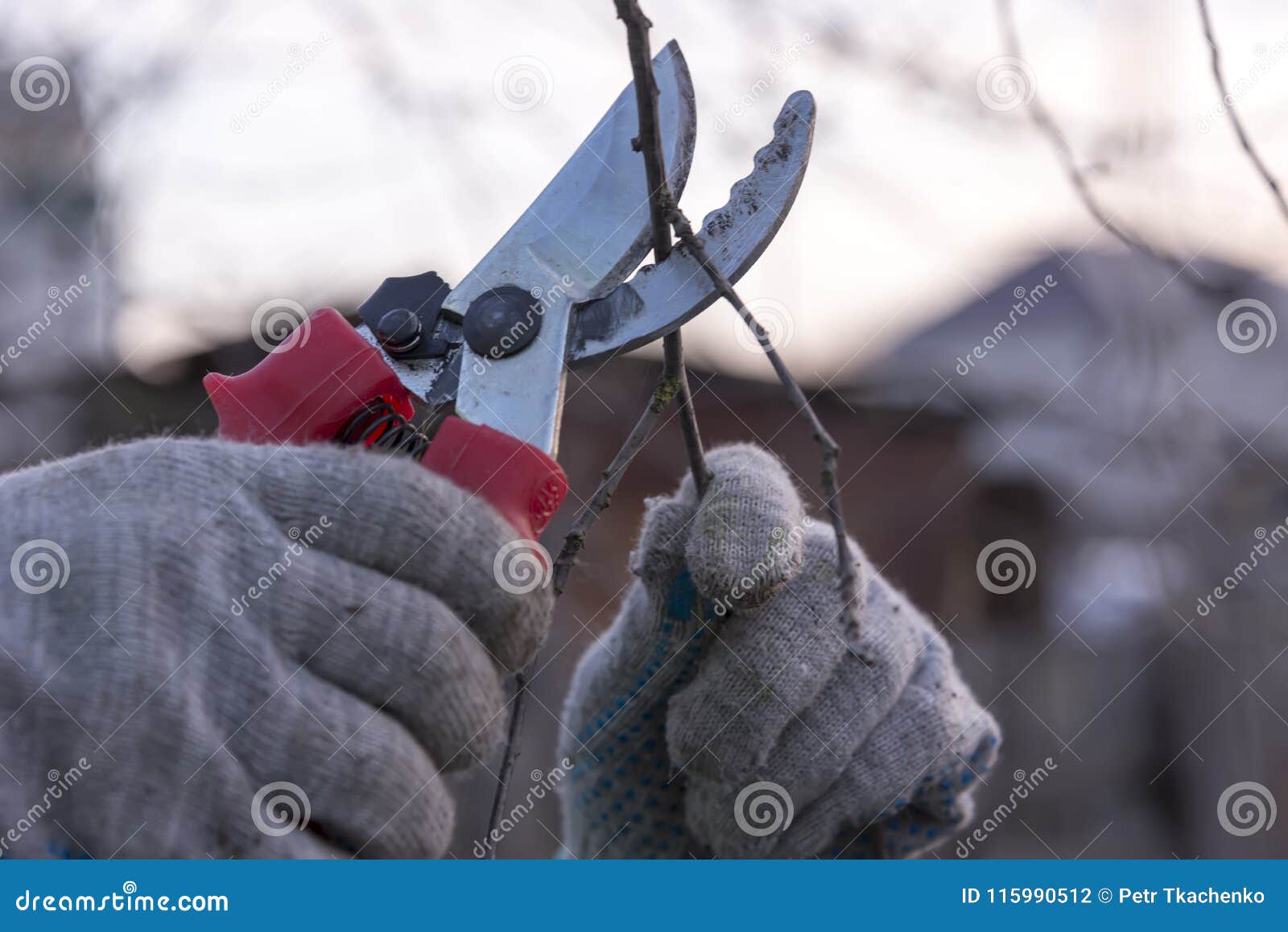 Scissors Cut a Branch of a Tree Stock Photo - Image of green, farm ...