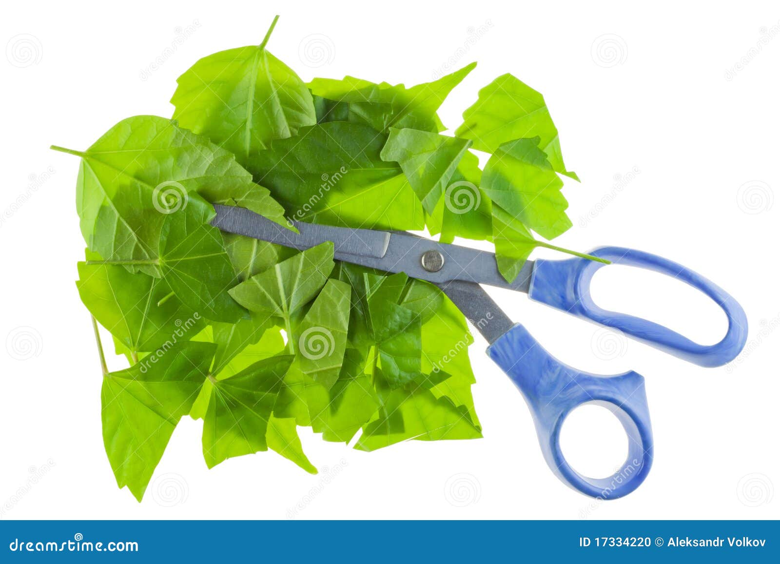 Scissors cut green leaves stock photo. Image of tree - 17334220