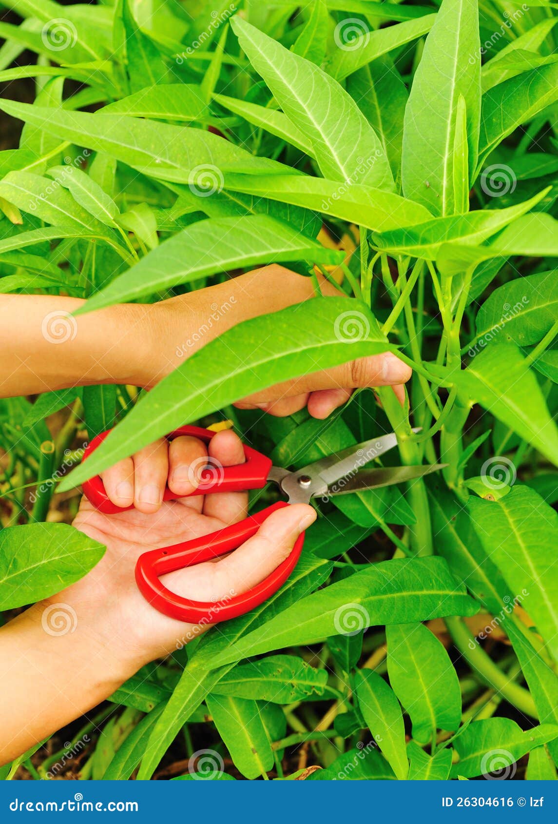 Swamp Cabbage, Swamp Cabbage White Stem, Water Morning Glory (Ipomoea ...