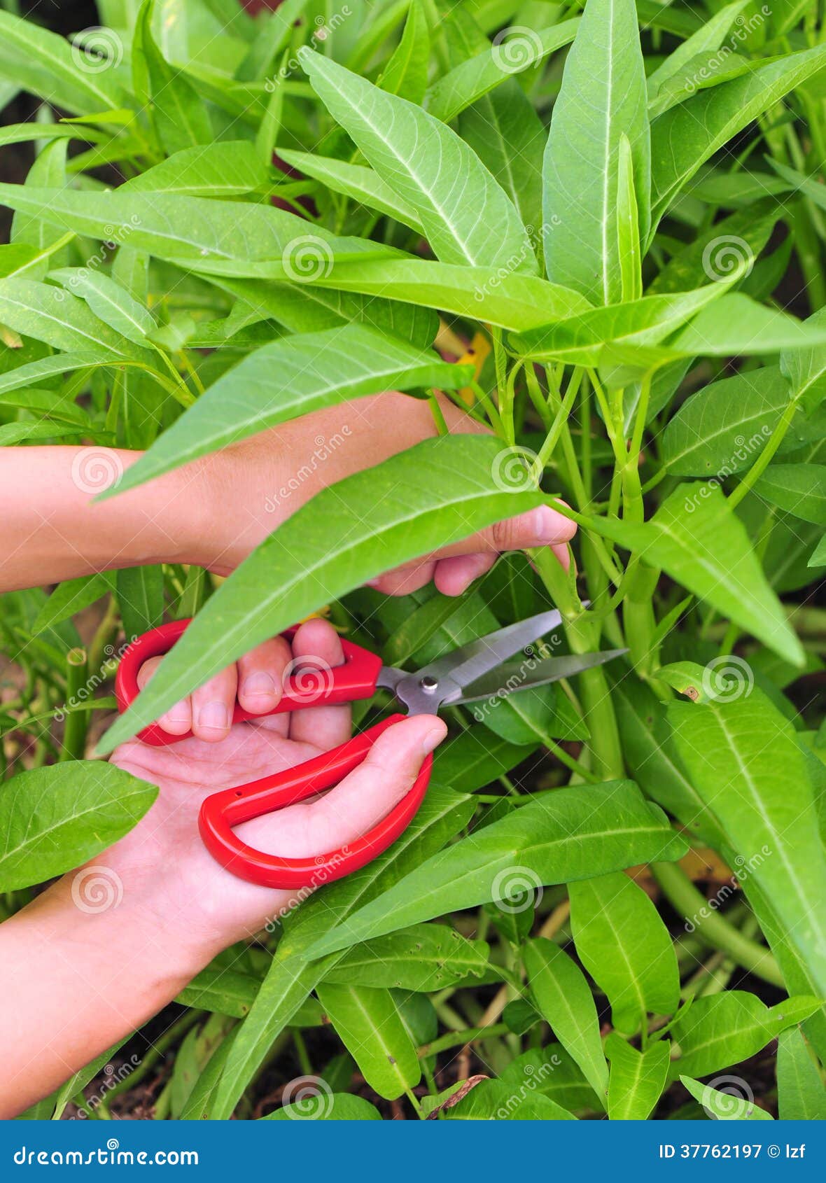 Scissors cut swamp cabbage stock image. Image of cultivation - 37762197