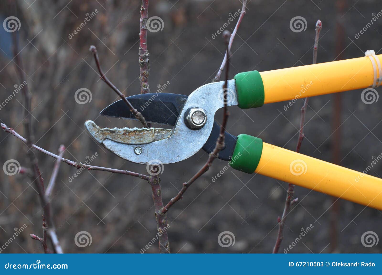 Scissors is Cutting Branches from Tree, Spring Trimming Stock Image ...