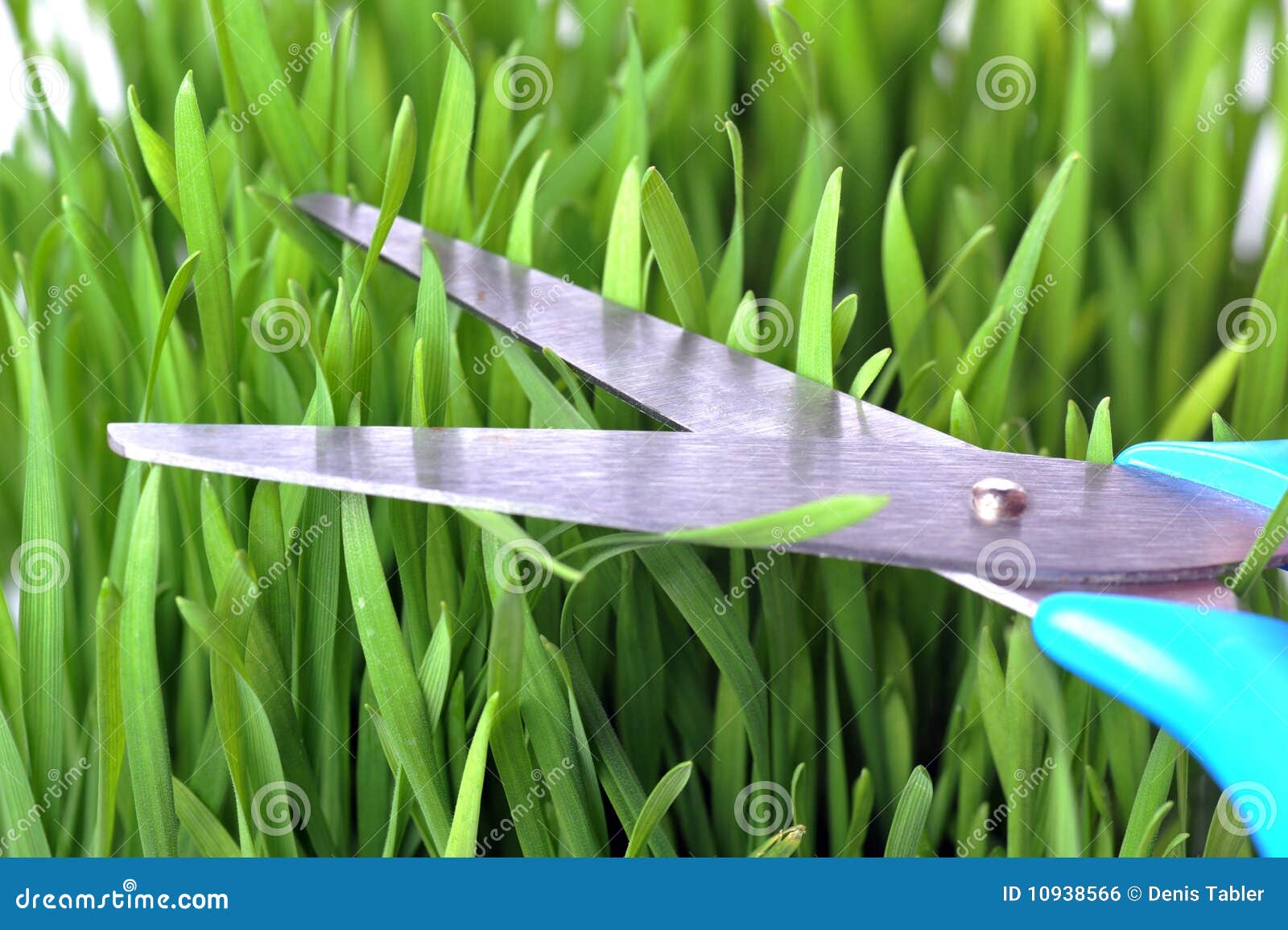 Scissors Cutting Fresh Grass Stock Photo - Image of copy, isolated ...