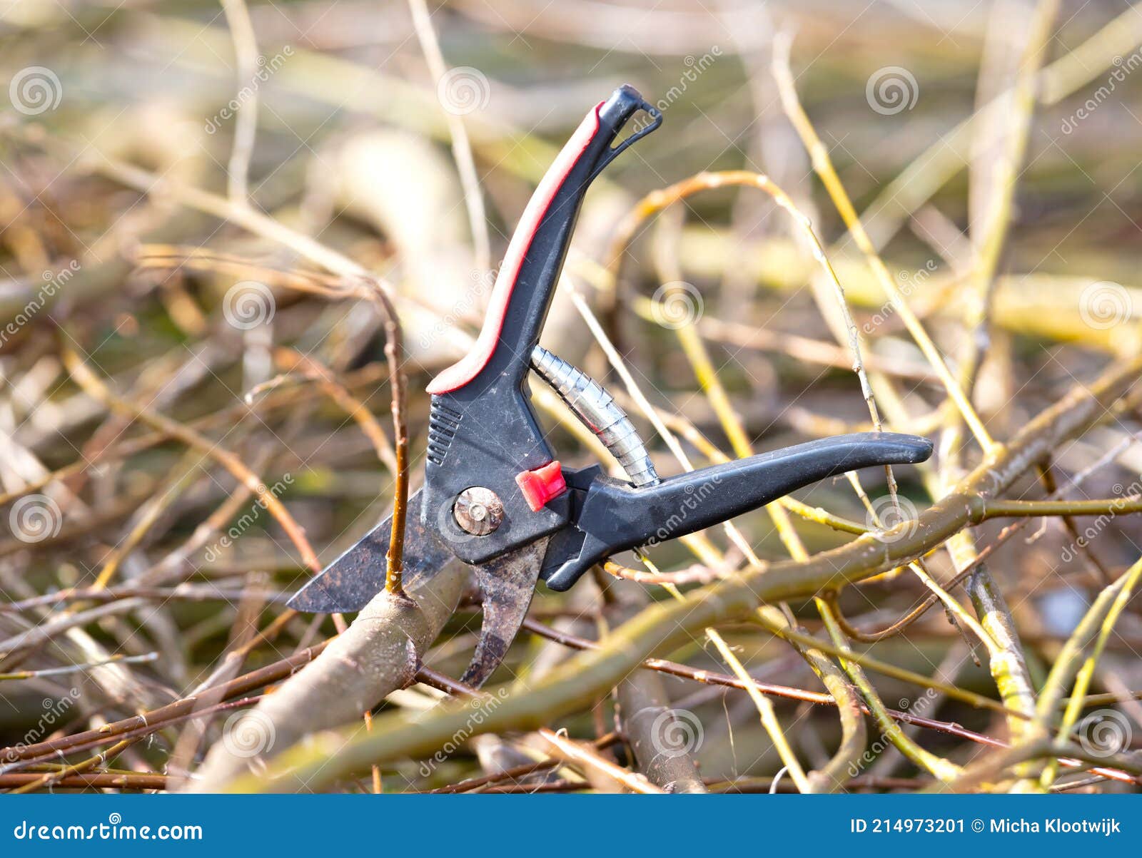 Scissors Garden Cutting a Fresh Tree Stock Image - Image of agriculture ...
