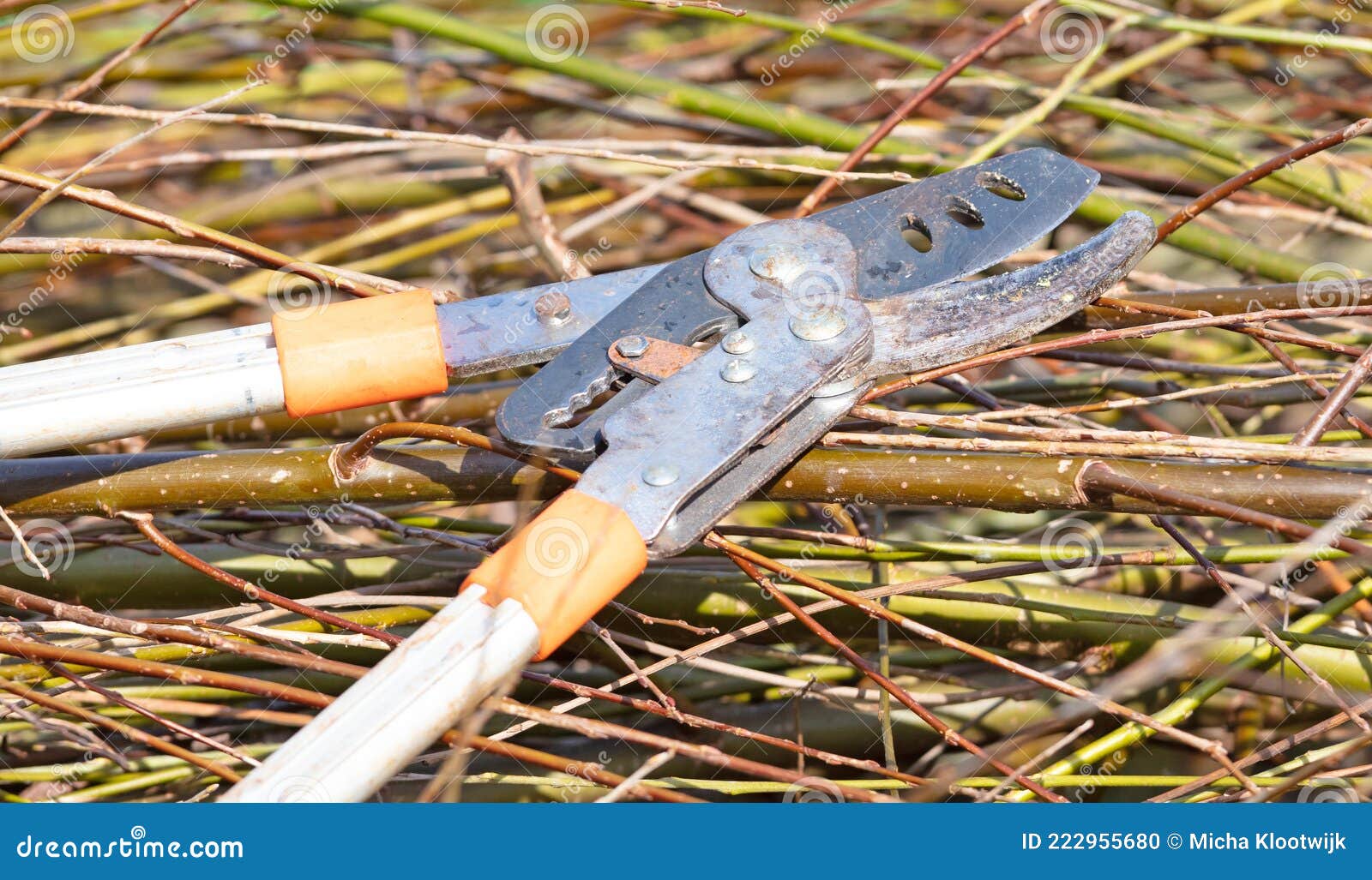 Scissors Garden Cutting a Fresh Tree Stock Photo - Image of fruit ...