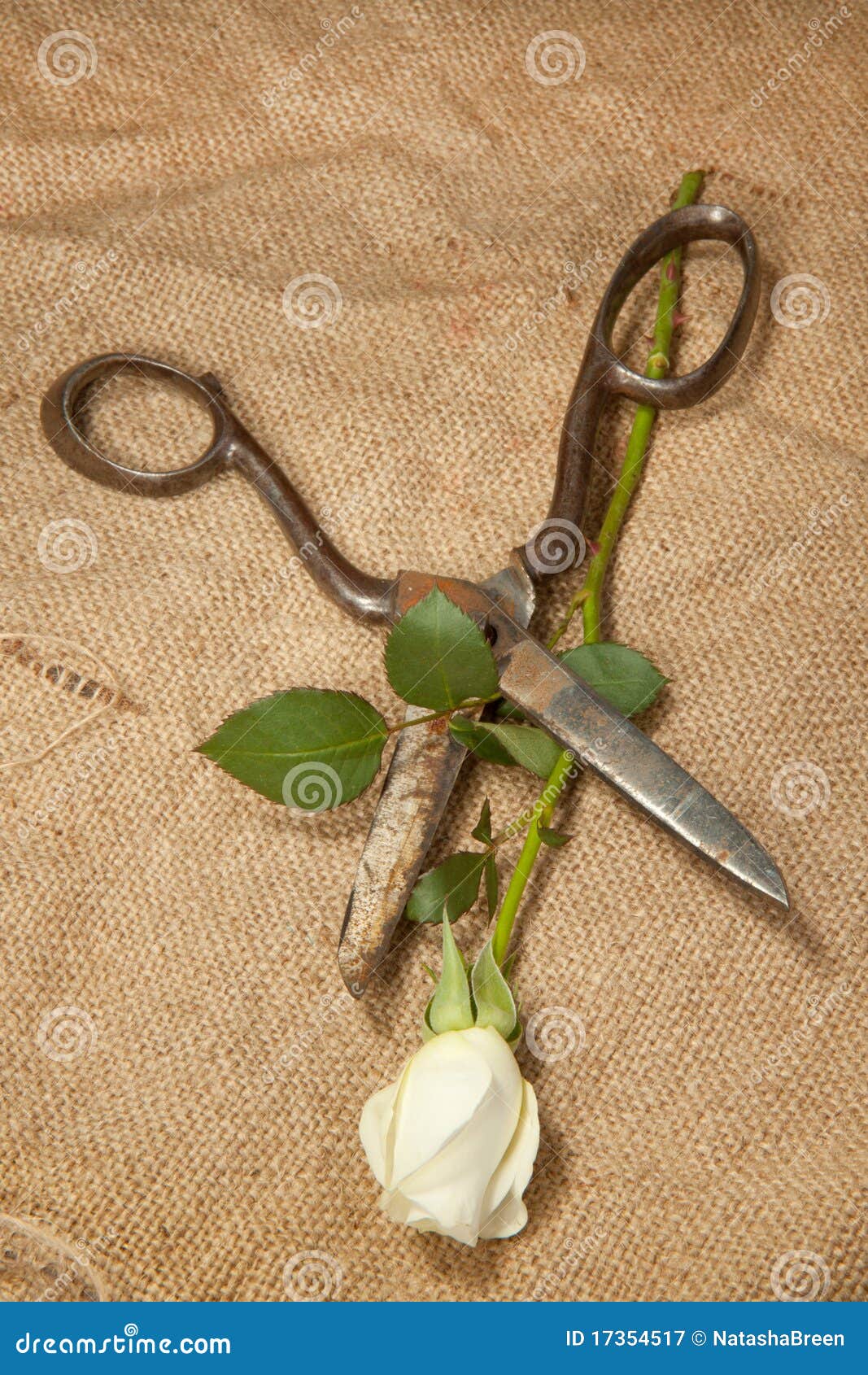 Scissors and rose stock image. Image of scissors, office - 17354517