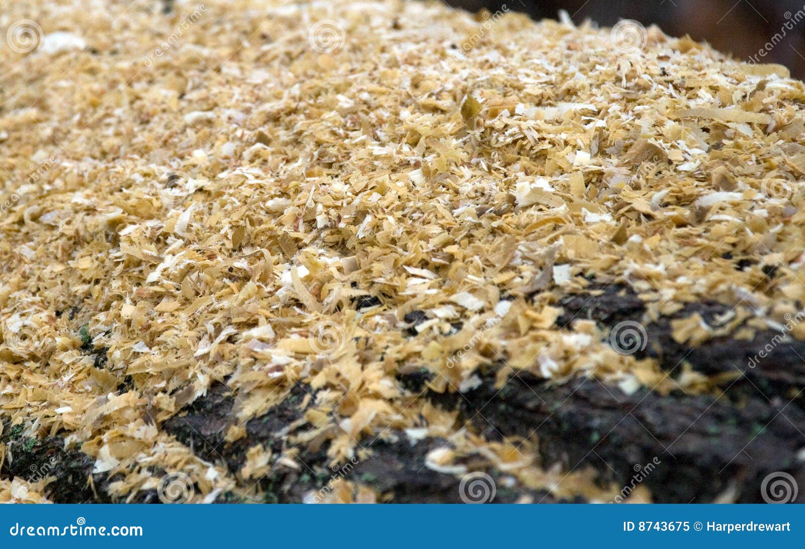 Sciure Photos Stock - Téléchargez 24,853 Photos libres de droits