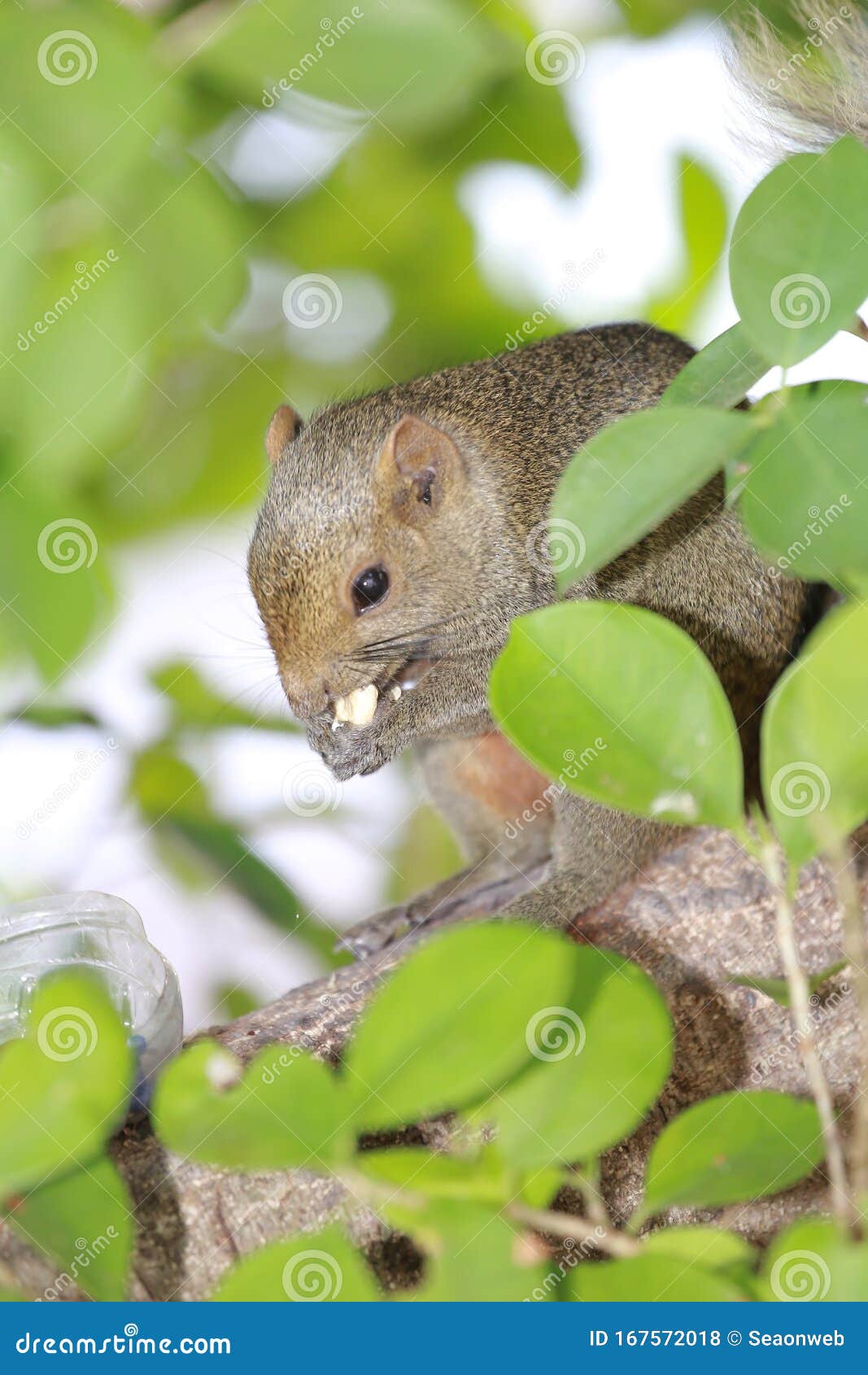 The Sciuridae on Tree. Squirrel, Rodent Mammals Stock Photo - Image of ...