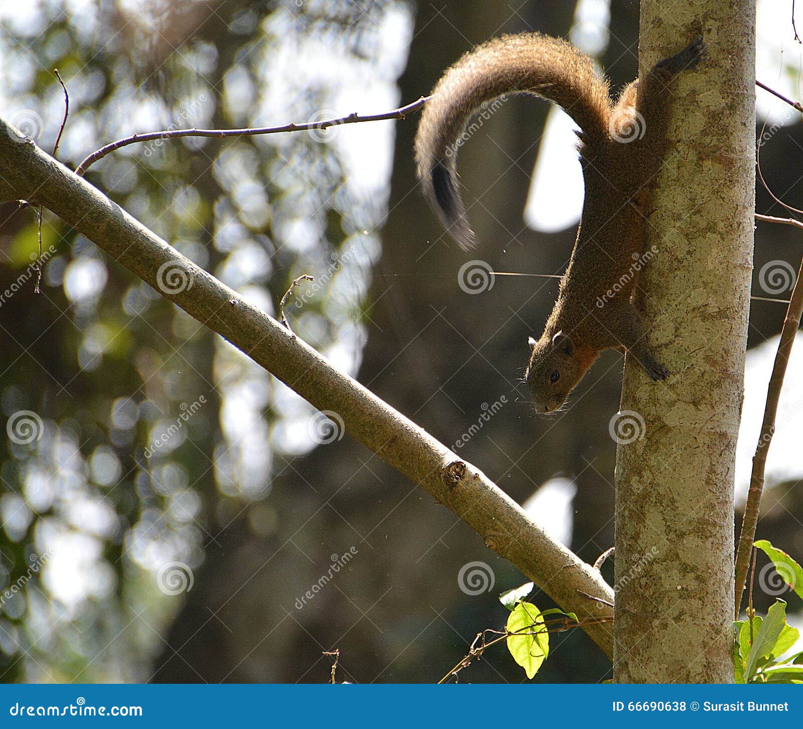 Sciuridae on tree stock photo. Image of sciuridae, asia - 66690638