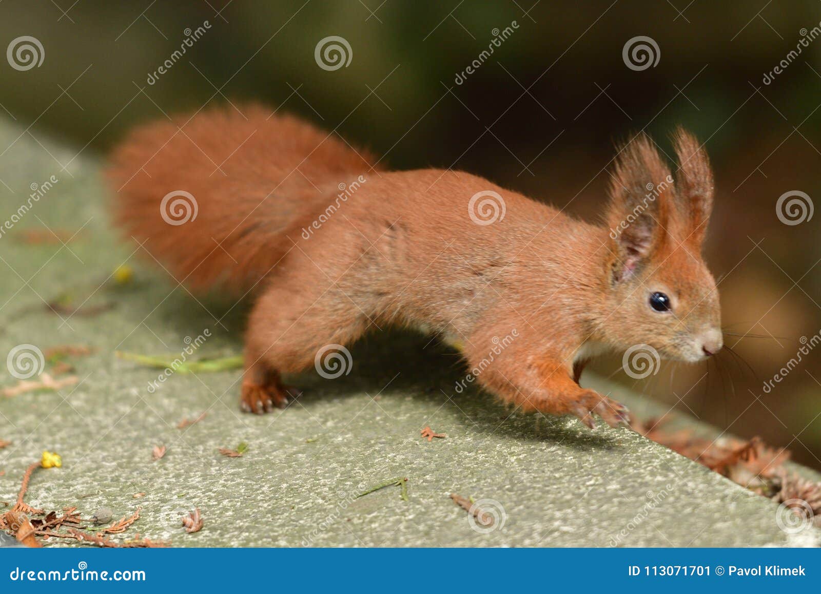 Sciurine Red Squirrel Climbs and Jumping on the Trees Stock Image ...