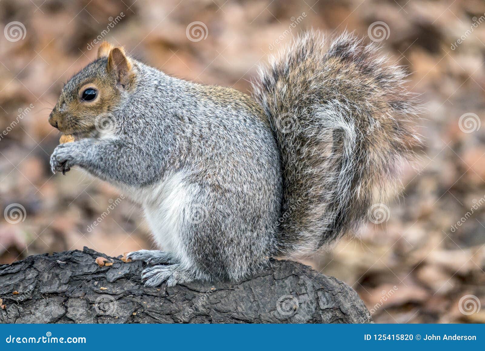 Sciurus Carolinensis, Common Name Eastern Stock Photo - Image of tree ...