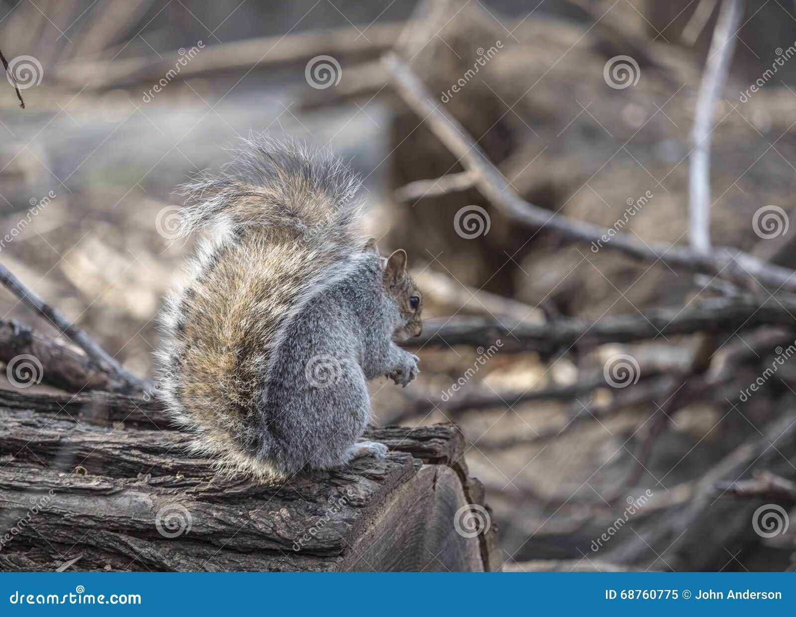 Sciurus Carolinensis, Common Name Eastern Stock Image - Image of ...