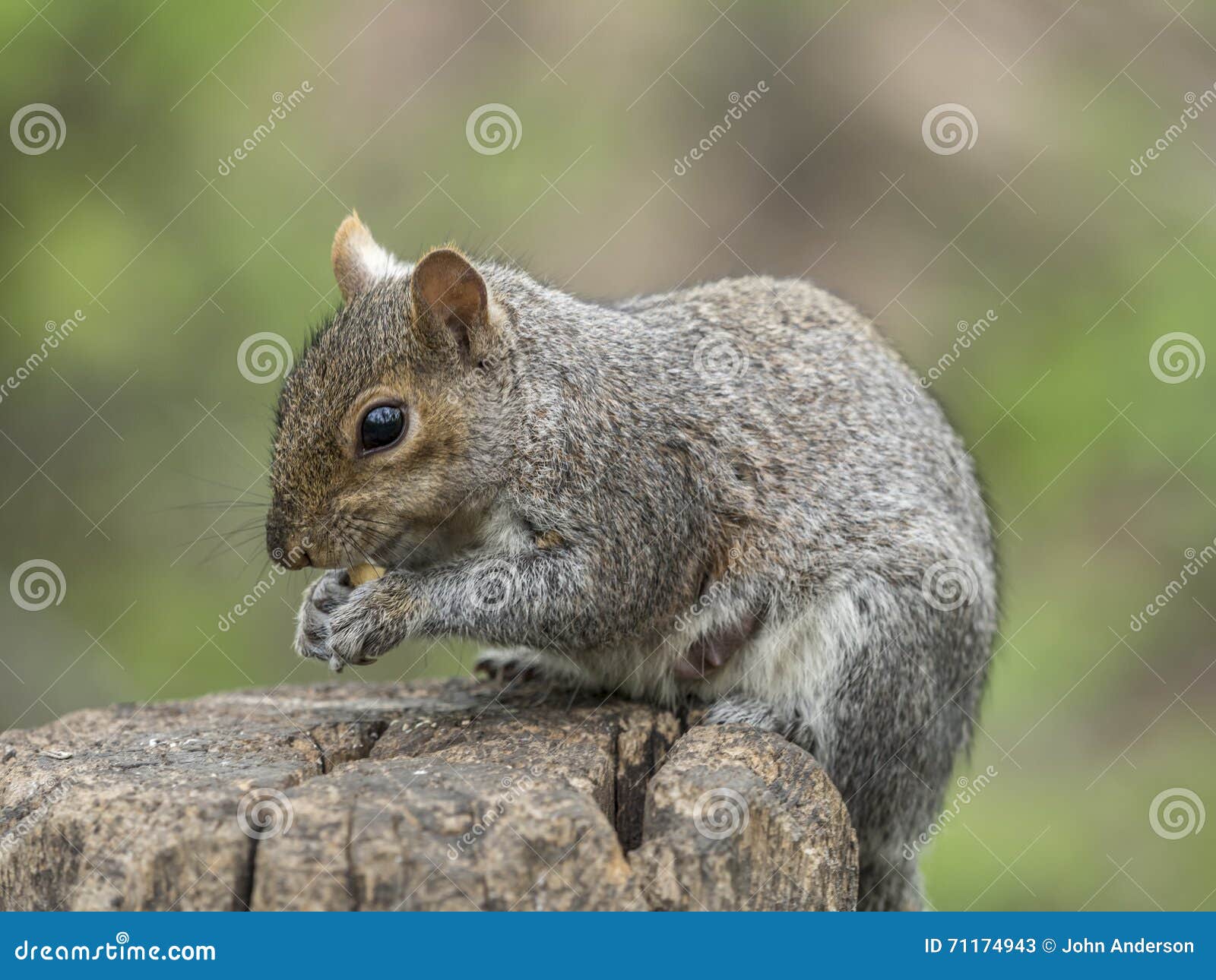 Sciurus Carolinensis, Common Name Eastern Stock Image - Image of ...