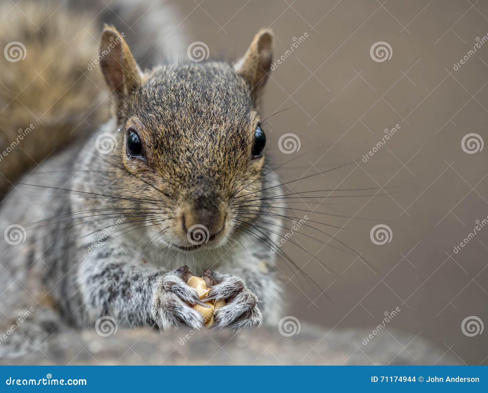 Sciurus Carolinensis, Common Name Eastern Stock Photo - Image of ...