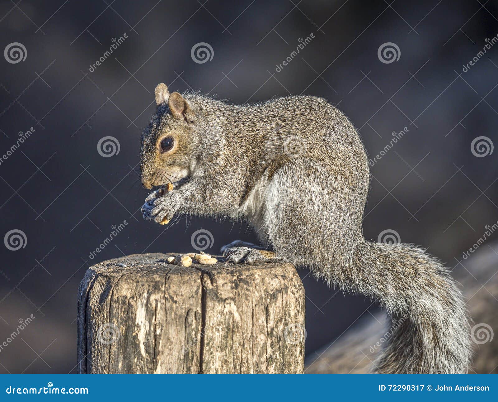 Sciurus Carolinensis, Common Name Eastern Stock Image - Image of ...