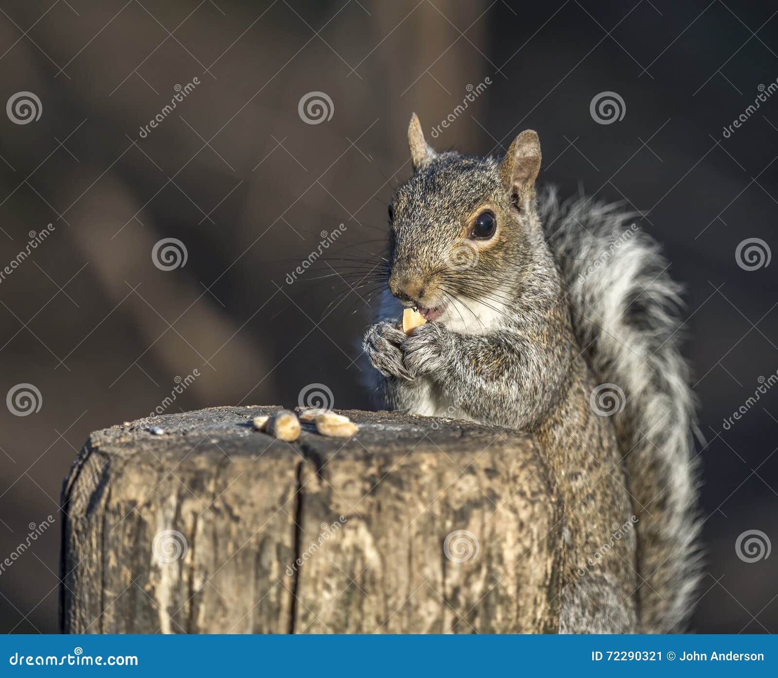 Sciurus Carolinensis, Common Name Eastern Stock Image - Image of ...