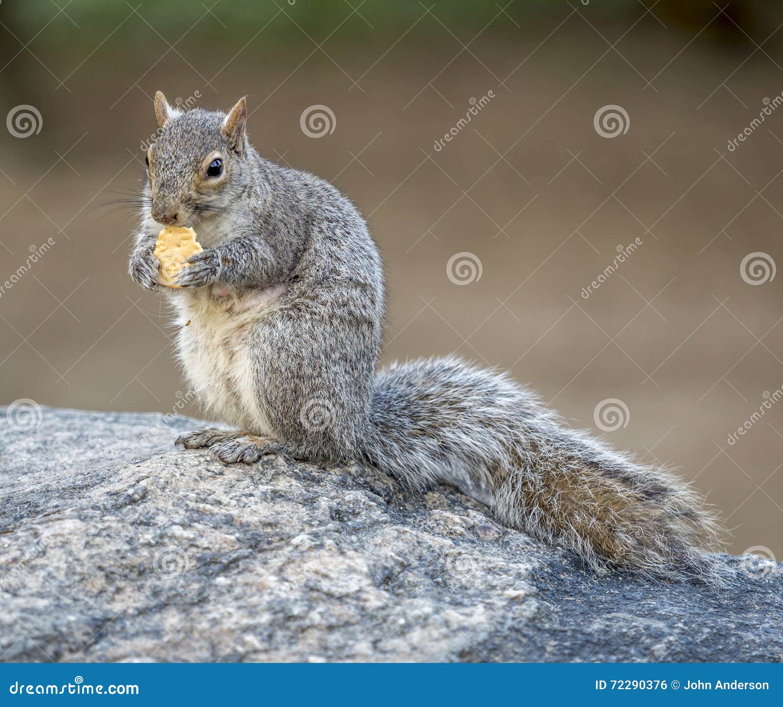 Sciurus Carolinensis, Common Name Eastern Stock Photo - Image of gray ...