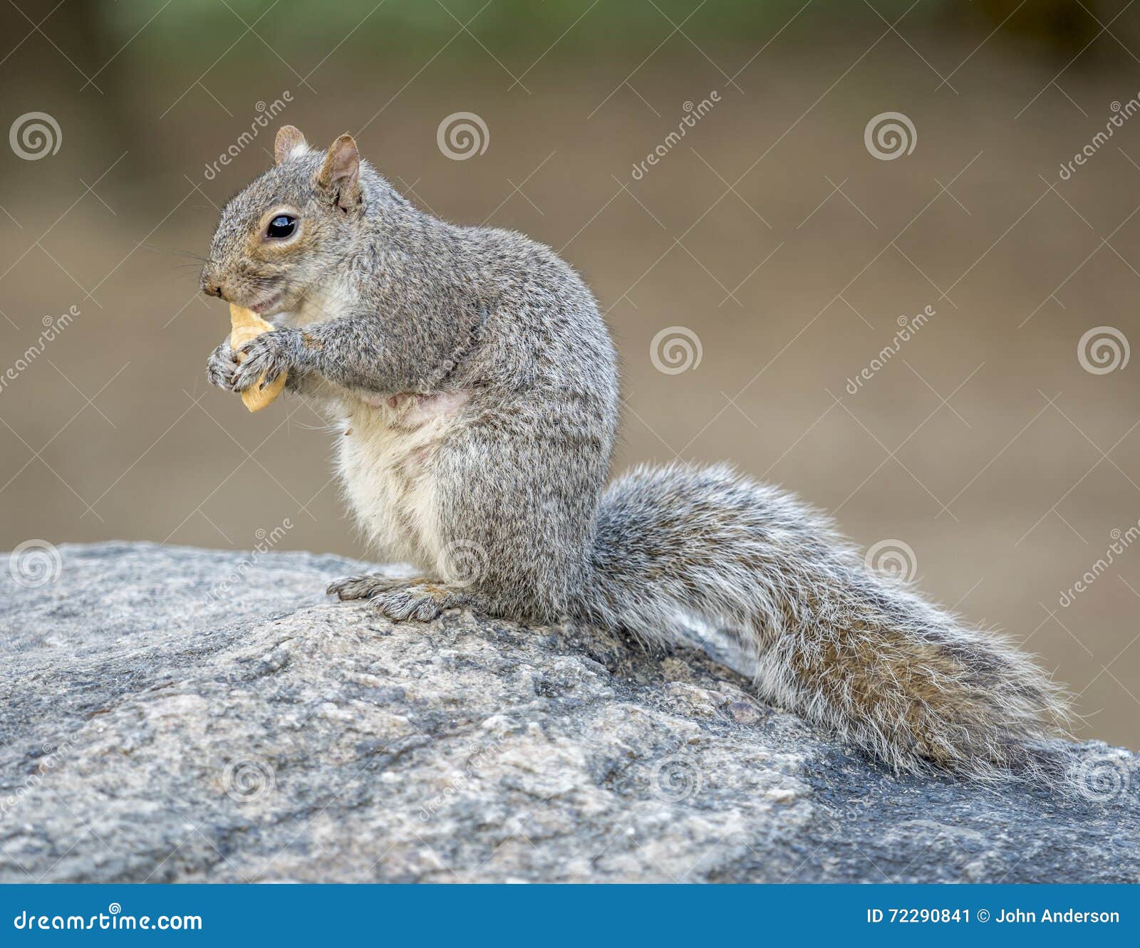 Sciurus Carolinensis, Common Name Eastern Stock Image - Image of ...
