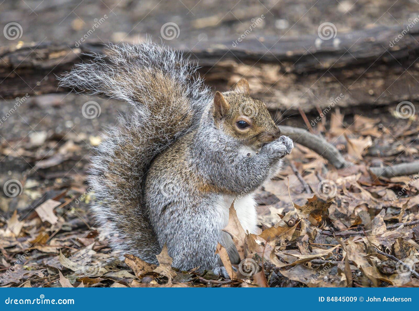 Sciurus Carolinensis, Common Name Eastern Stock Image - Image of grey ...