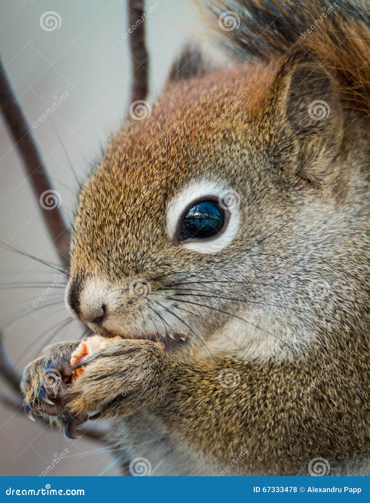 Sciurus vulgaris fotografia stock. Immagine di animale - 67333478