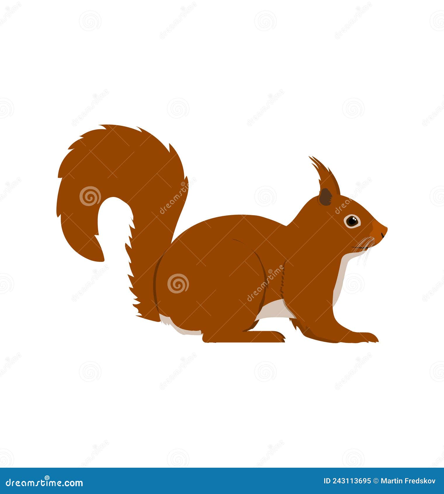 Sciurus Vulgaris - Eurasian Red Squirrel - Side View - Flat Vector ...