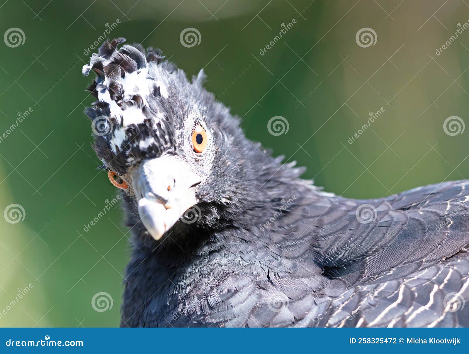 Sclaters Hokko, Bare-faced Curassow, Crax Fasciolata Stock Photo ...