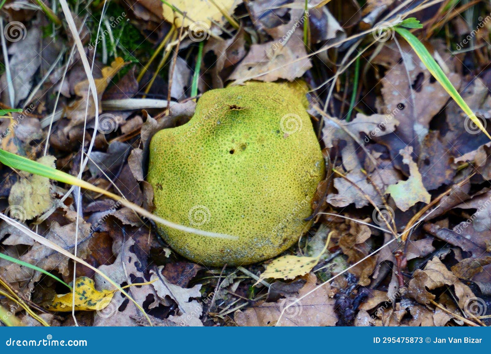 Scleroderma Areolatum, Leopard Earthball Fungus Int he Forrest Stock ...