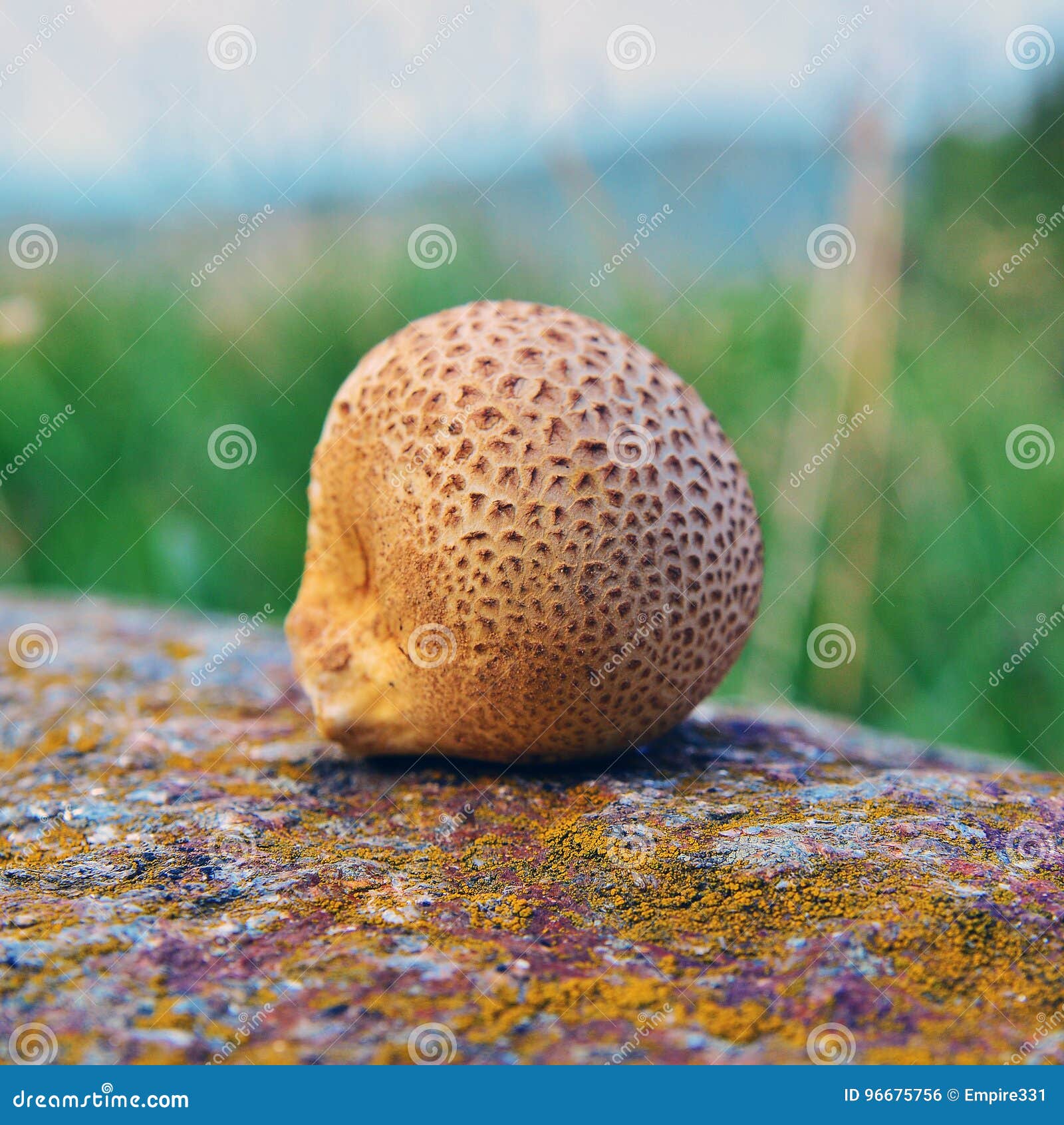 Scleroderma Citrinum Mushroom Stock Photo - Image of citrinum, mushroom ...