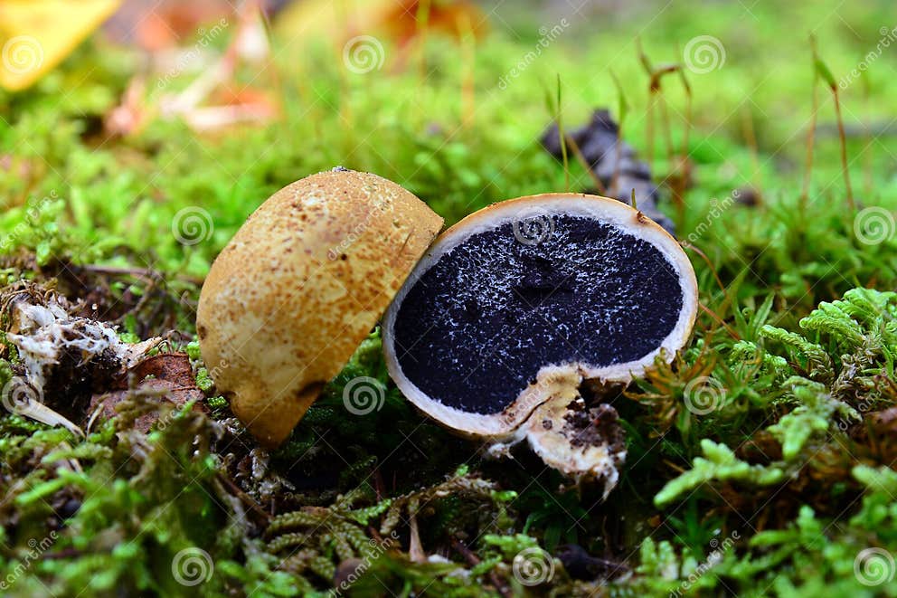 Scleroderma citrinum stock image. Image of citrinum, forest - 45901059