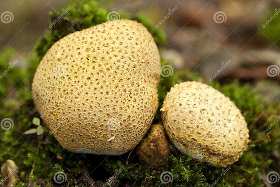 Scleroderma citrinum stock image. Image of background - 36605733